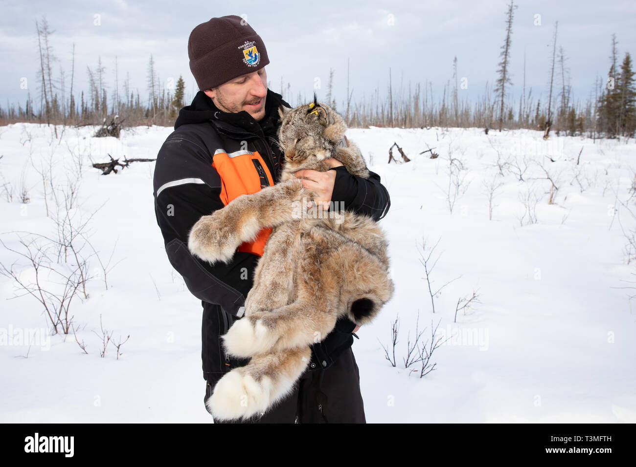 Wildlife biologist lynx hi-res stock photography and images - Alamy