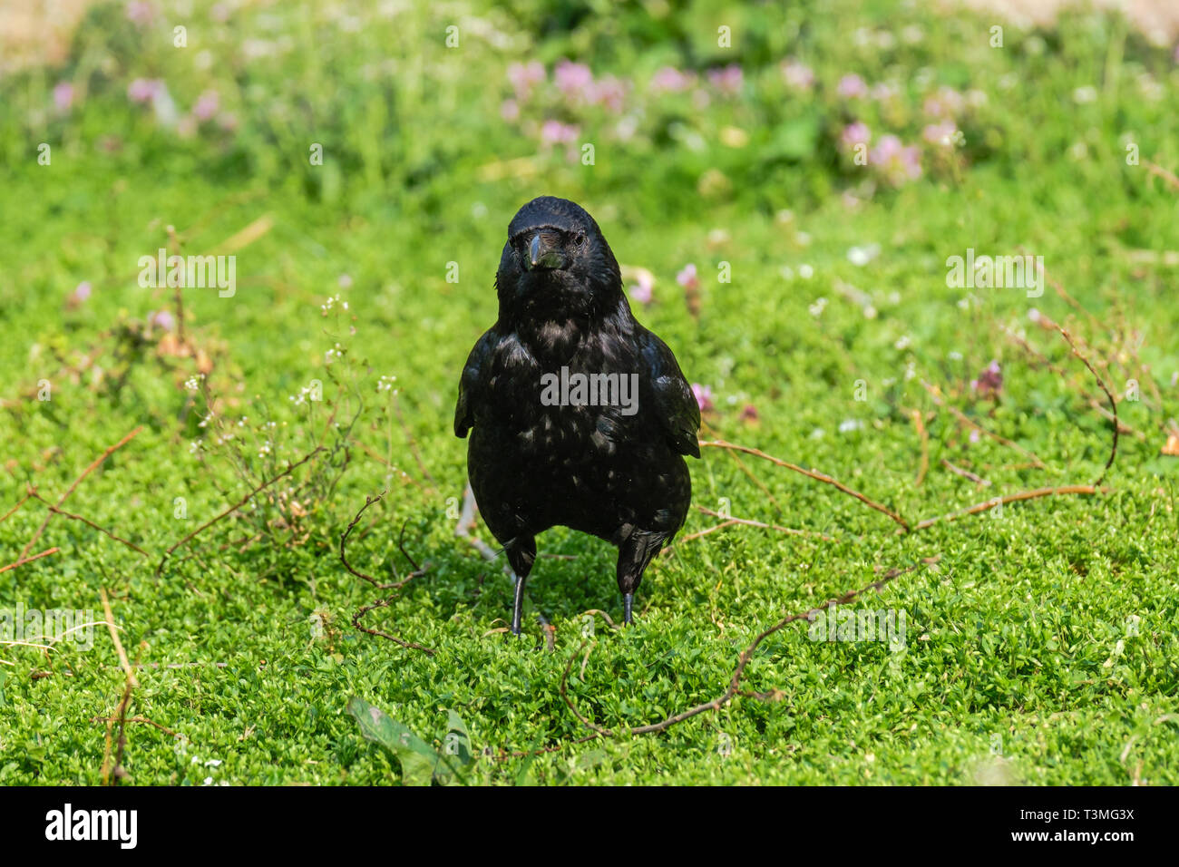 Shiny black bird hi-res stock photography and images - Alamy