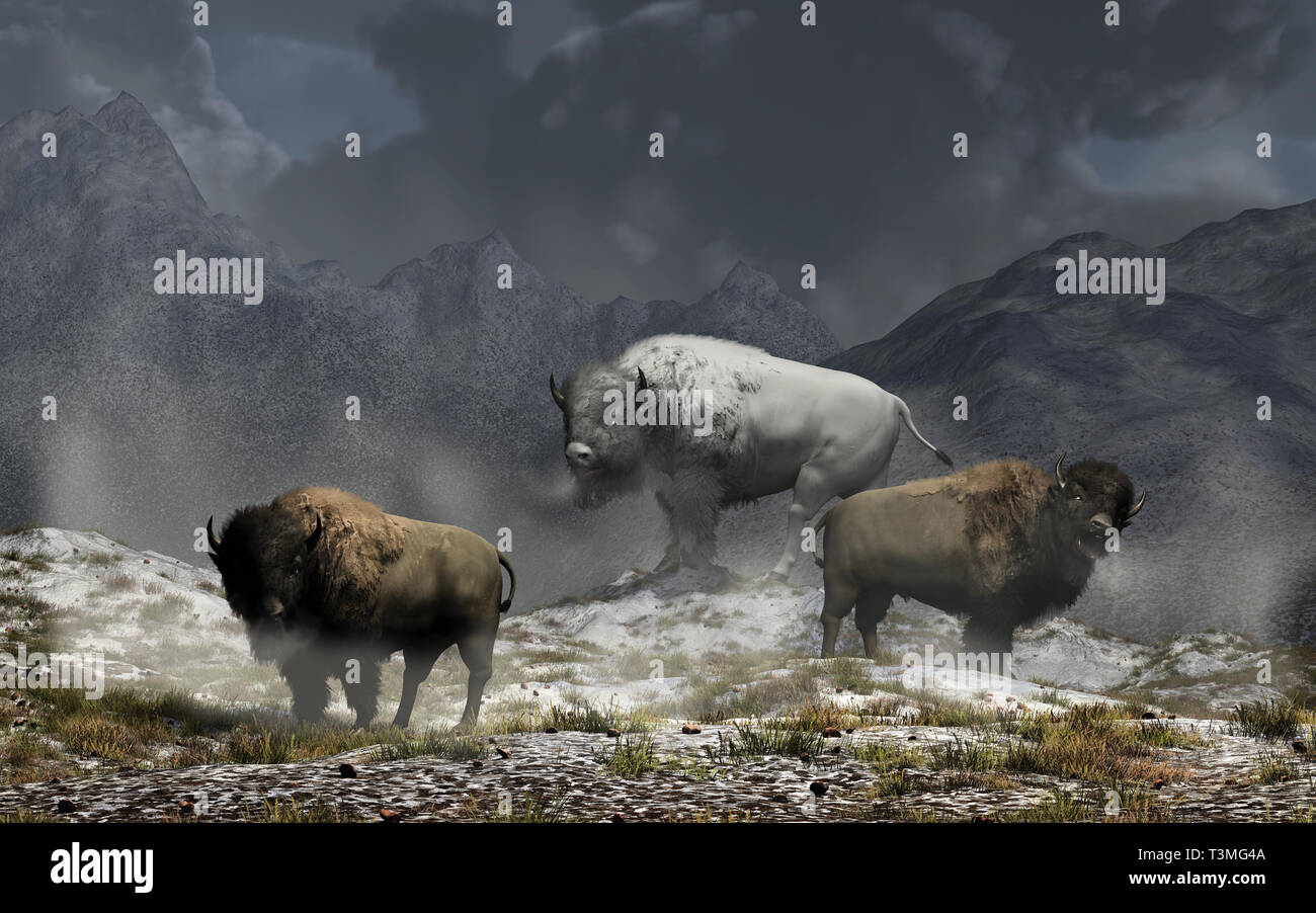 The white bison king and his two buffalo guards stand on snowy ground ...