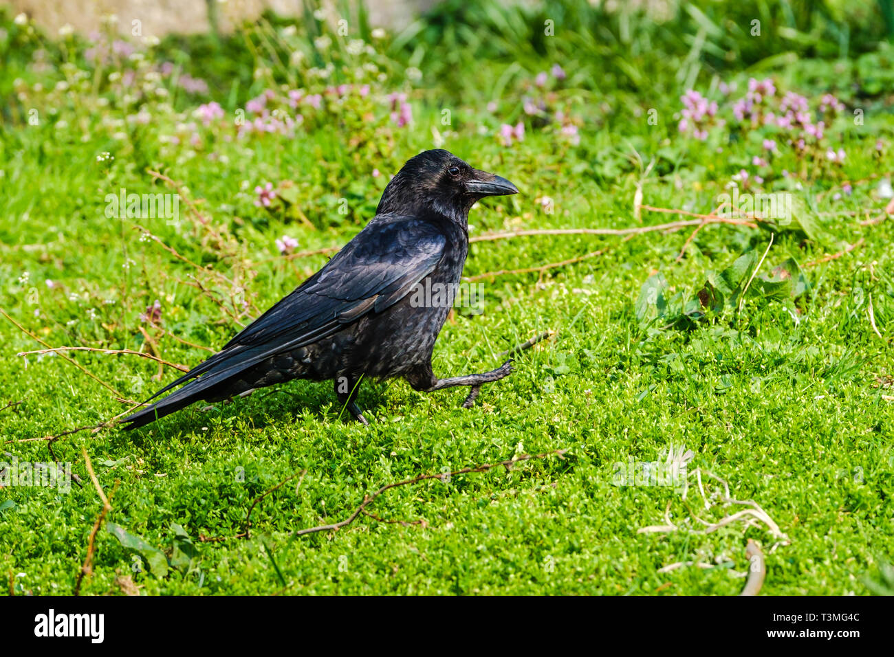 Beautiful shiny black crow standing in grass Stock Photo - Alamy