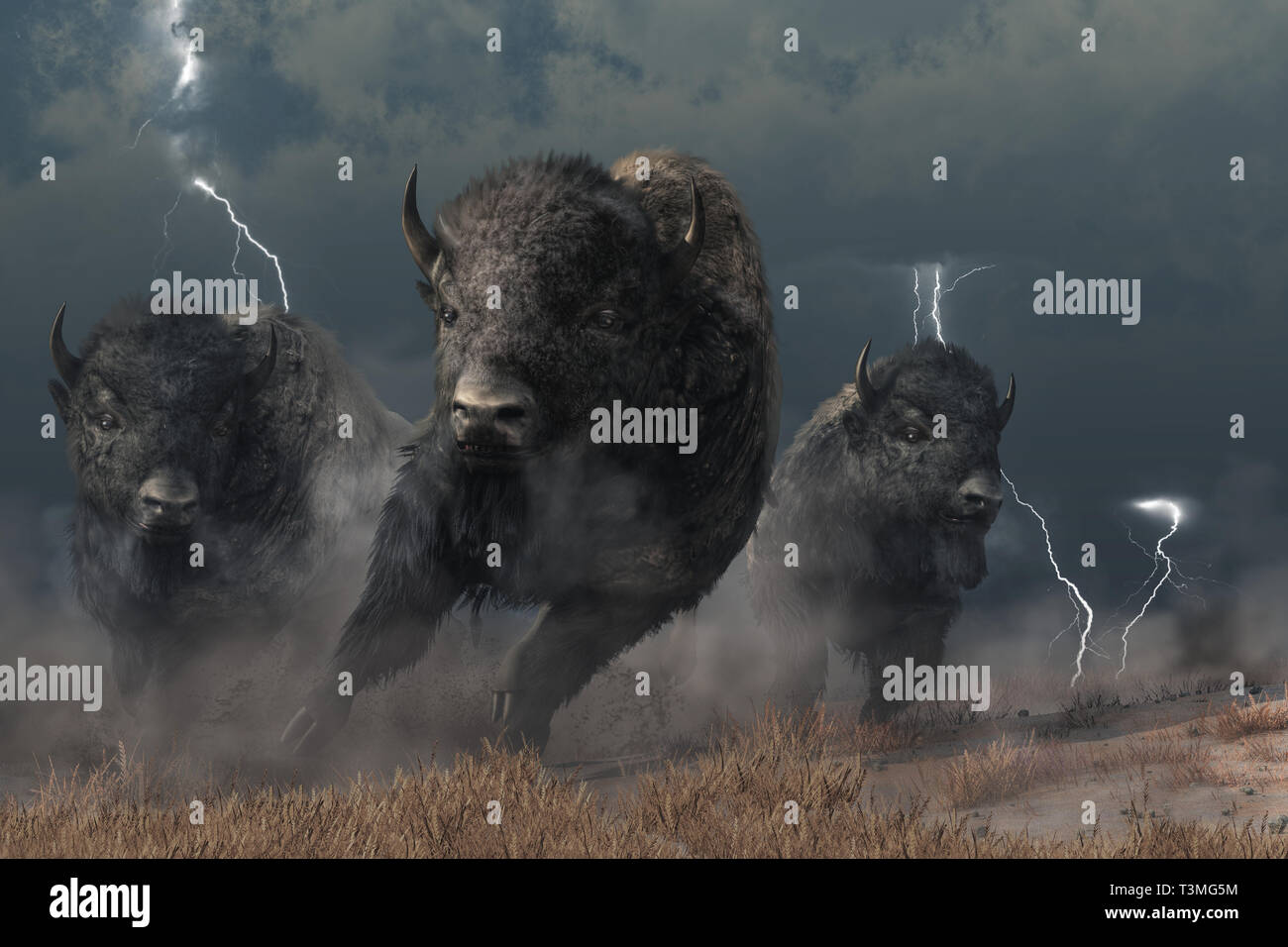 Stampede bison hi-res stock photography and images - Alamy