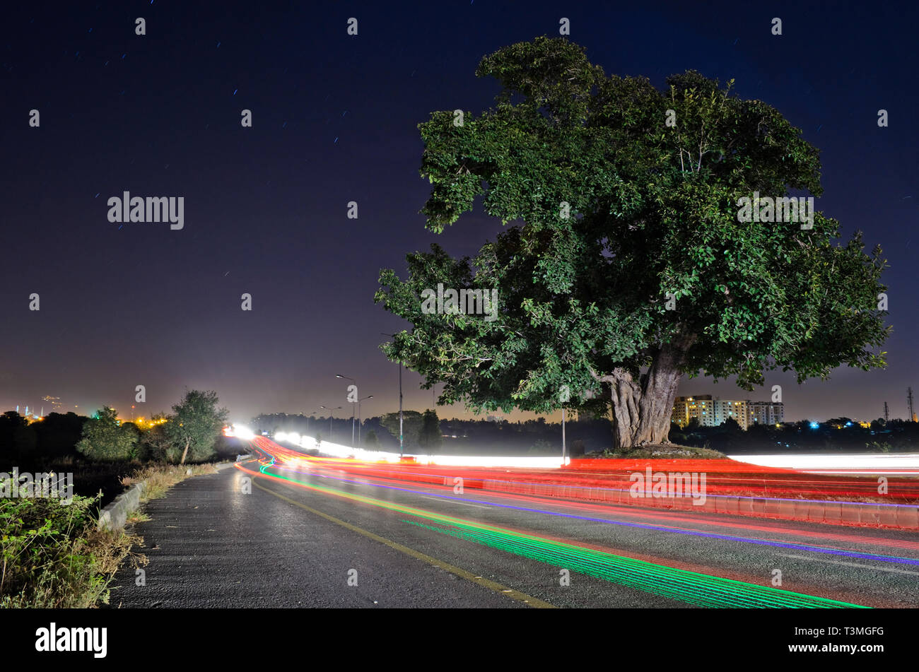 Tree surrounded by traffic lights at night Stock Photo - Alamy