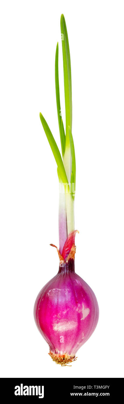 Budding onion isolated on white background Stock Photo - Alamy