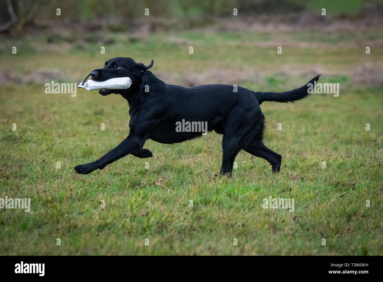 Handsome dogs hi-res stock photography and images - Alamy