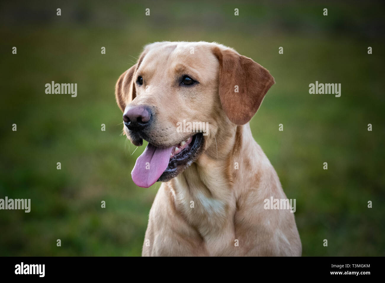 Gundogs hi-res stock photography and images - Alamy