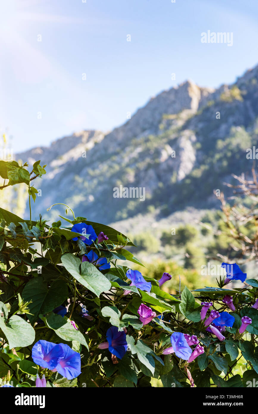 Mallorca plant hi-res stock photography and images - Alamy