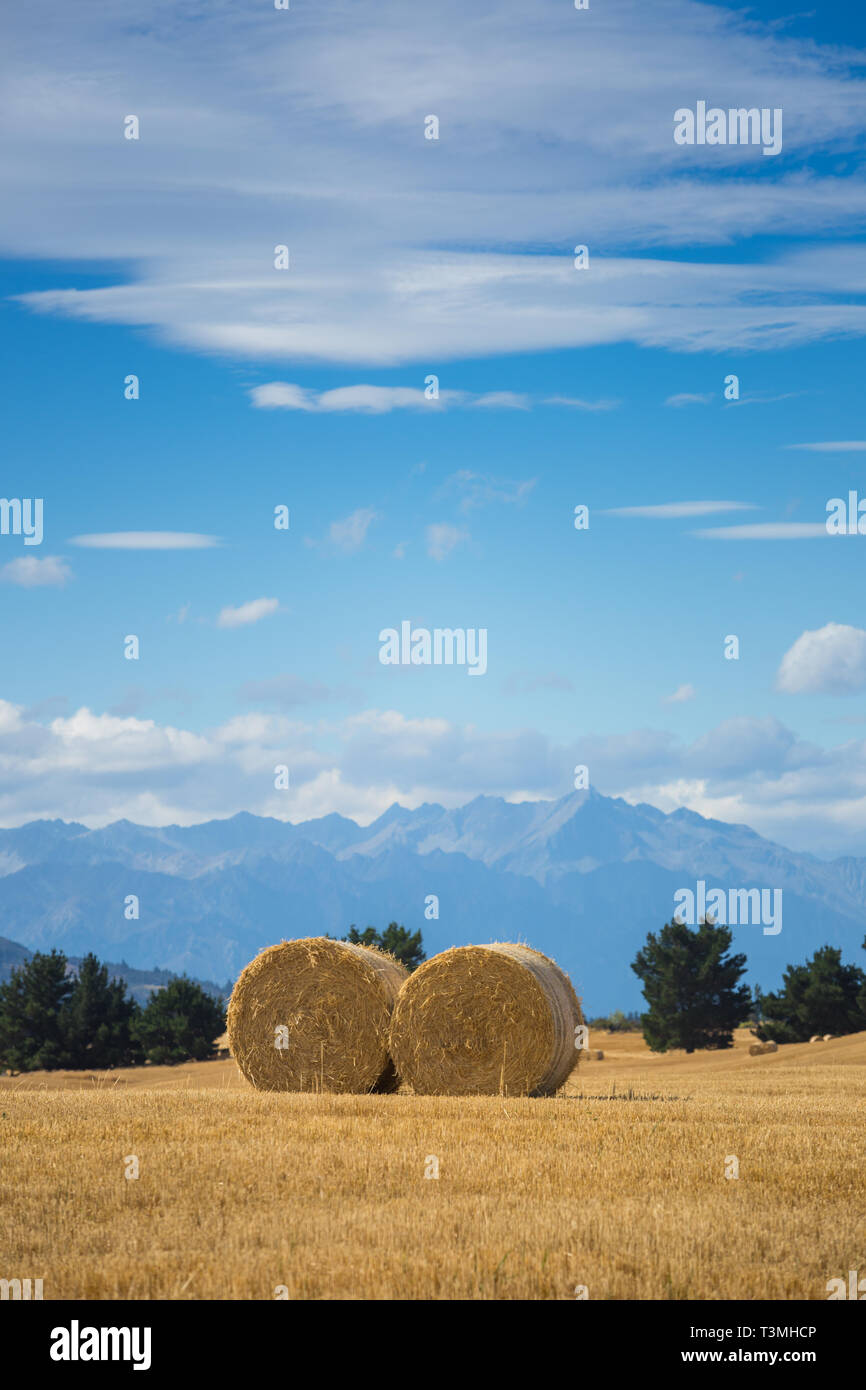Hay bales in South Island, New Zealand Stock Photo - Alamy