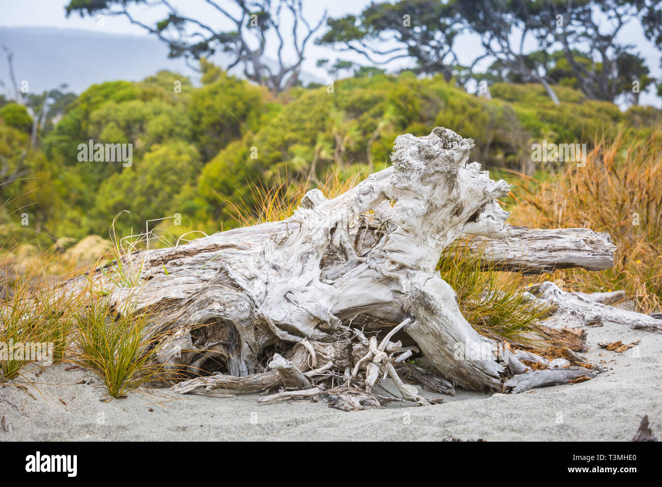 Large driftwood hi-res stock photography and images - Alamy