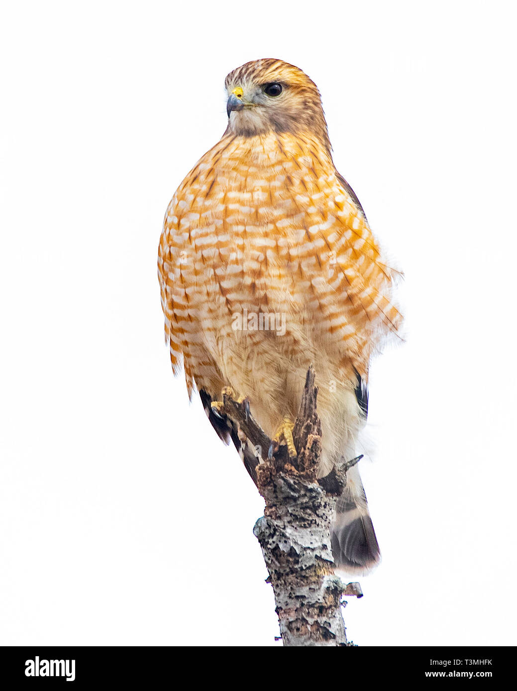 Red-shouldered Hawk perched on the tip of a branch Stock Photo - Alamy