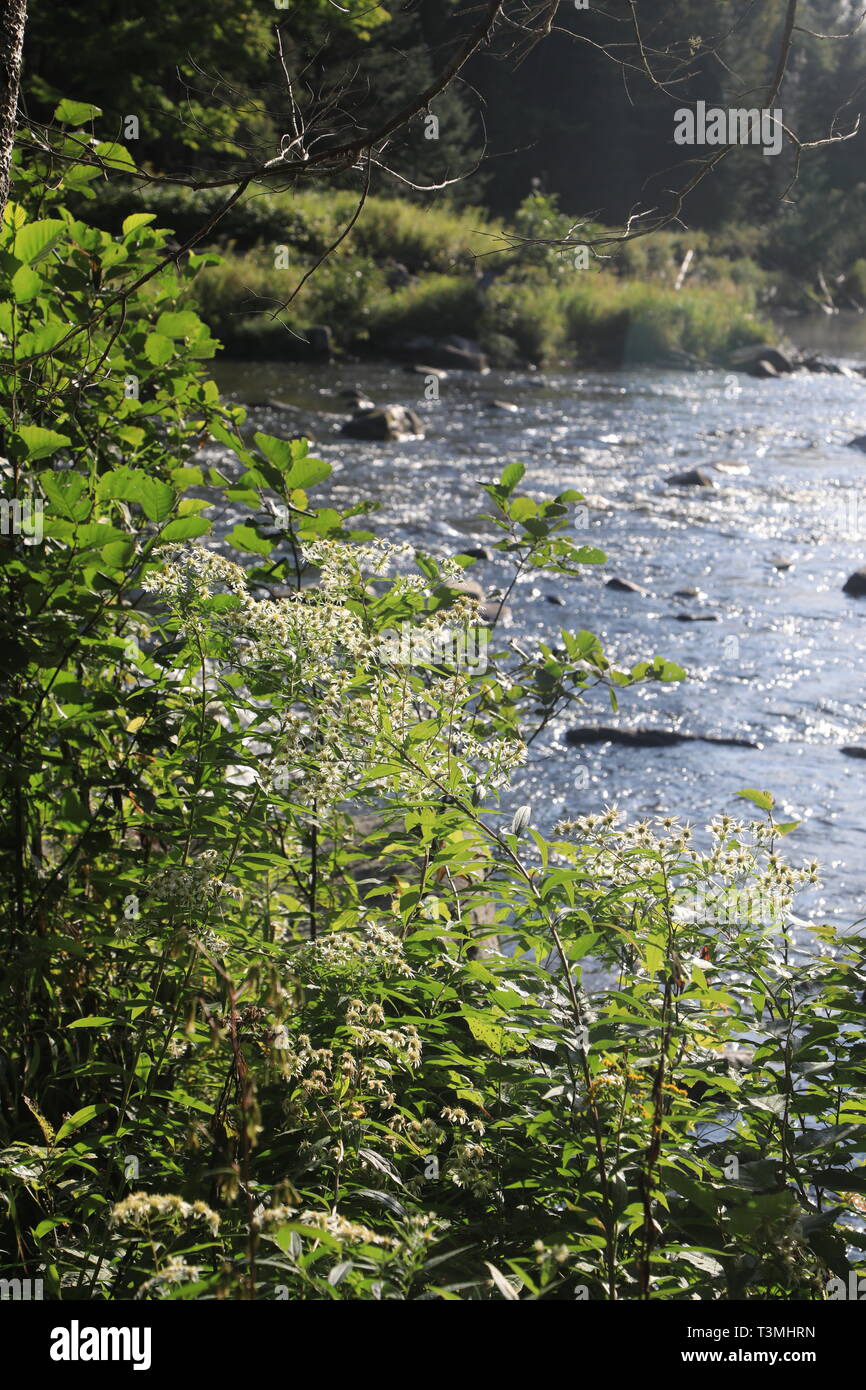 Riverside greenery hi-res stock photography and images - Alamy