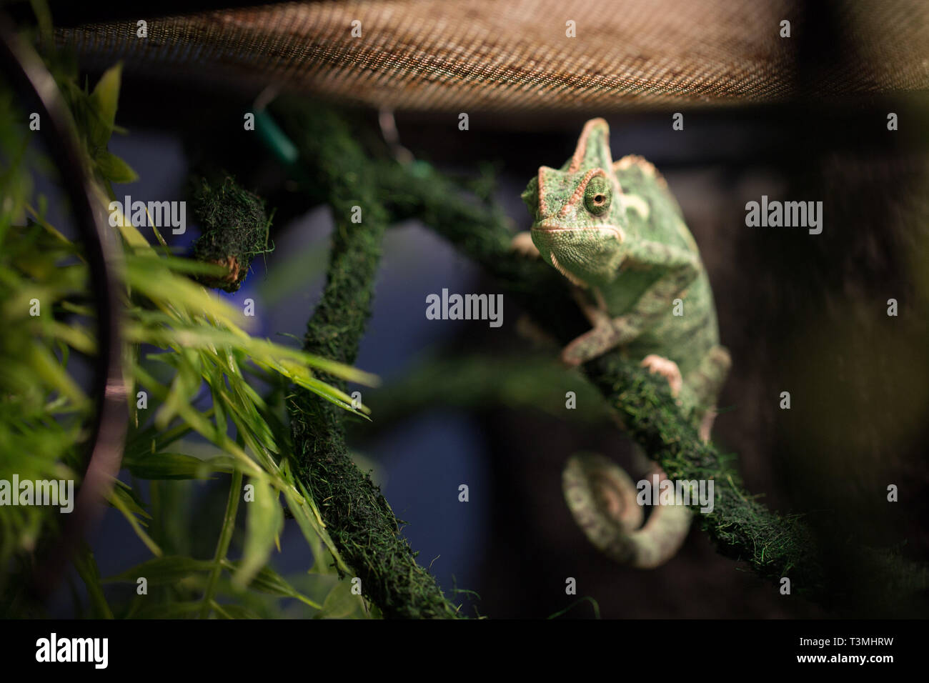 Chameleon eating hi-res stock photography and images - Alamy