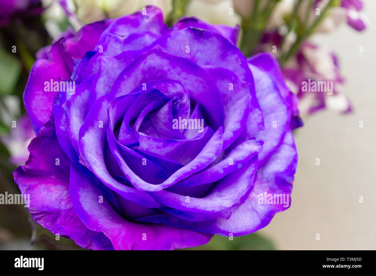Beautiful lush purple rose flower in full bloom Stock Photo - Alamy