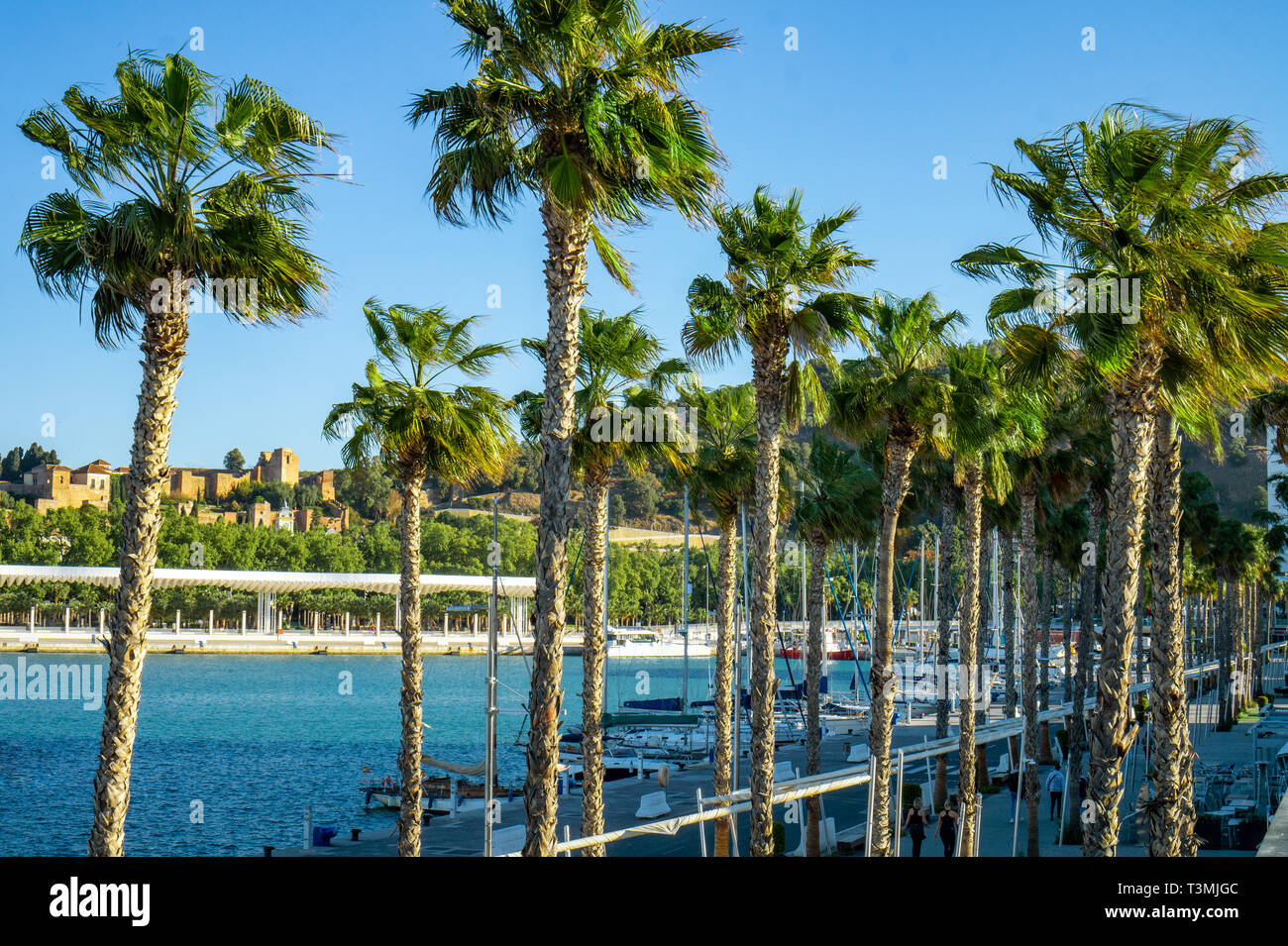 many Palm trees at Port malaga with Alcazaba background Stock Photo - Alamy