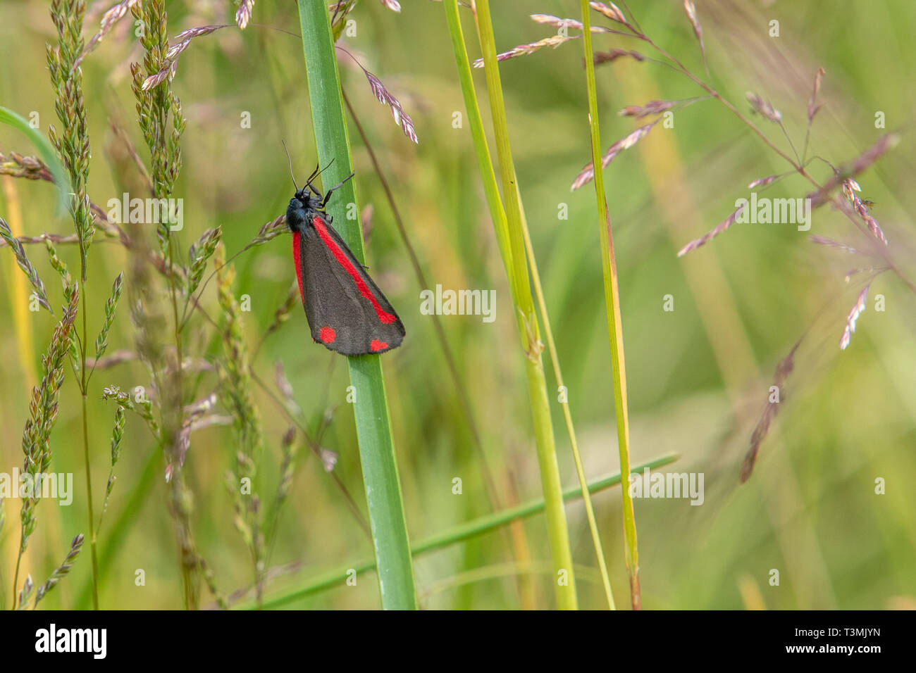 Cinnabar moth (Tyria jacobaeae) in long grass Stock Photo - Alamy