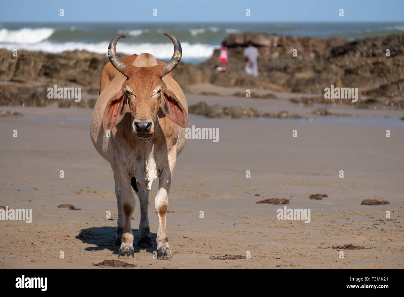 Nguni cow relaxes on the sand at Second Beach, at Port St Johns on the ...