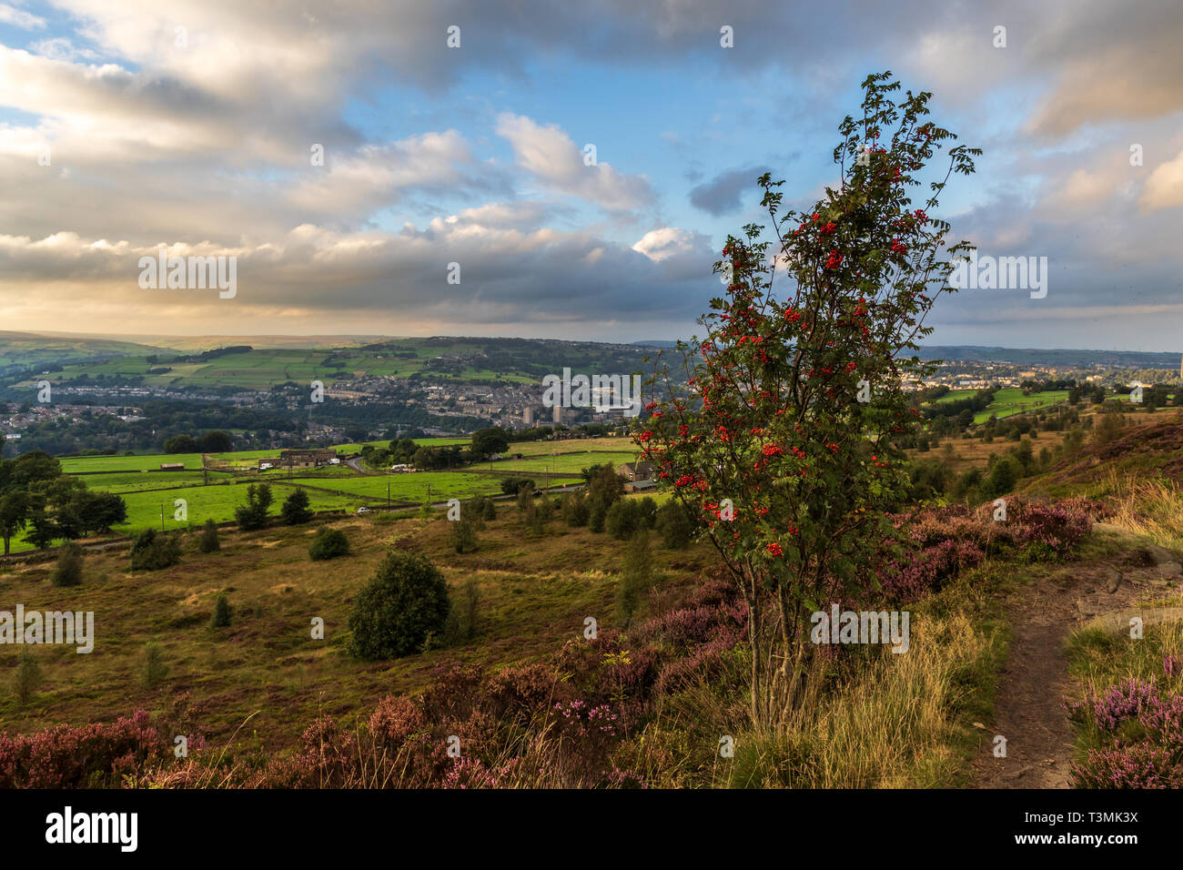 Heather (Calluna vulgaris) in full bloom at Norland in Halifax, West ...