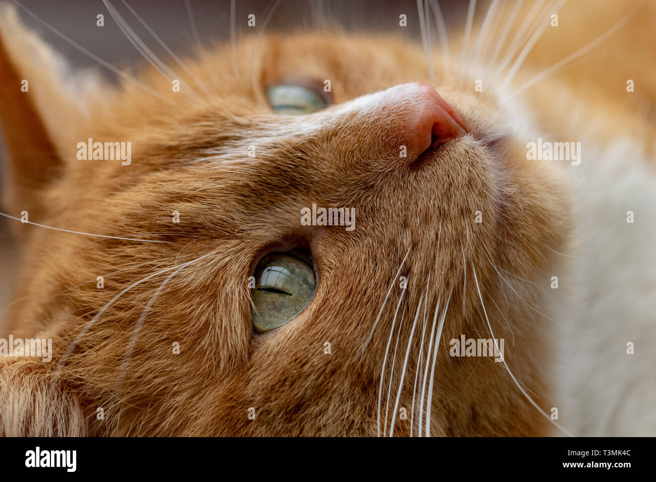 Portrait of domestic ginger cat with green eyes Stock Photo - Alamy