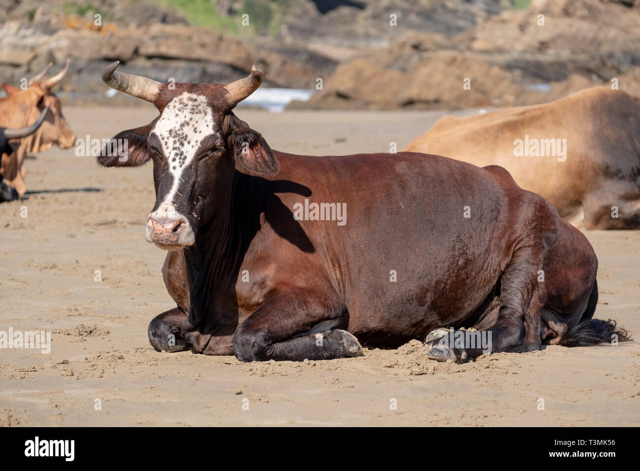 Nguni cattle relaxing on the sand at Second Beach, Port St Johns on the ...