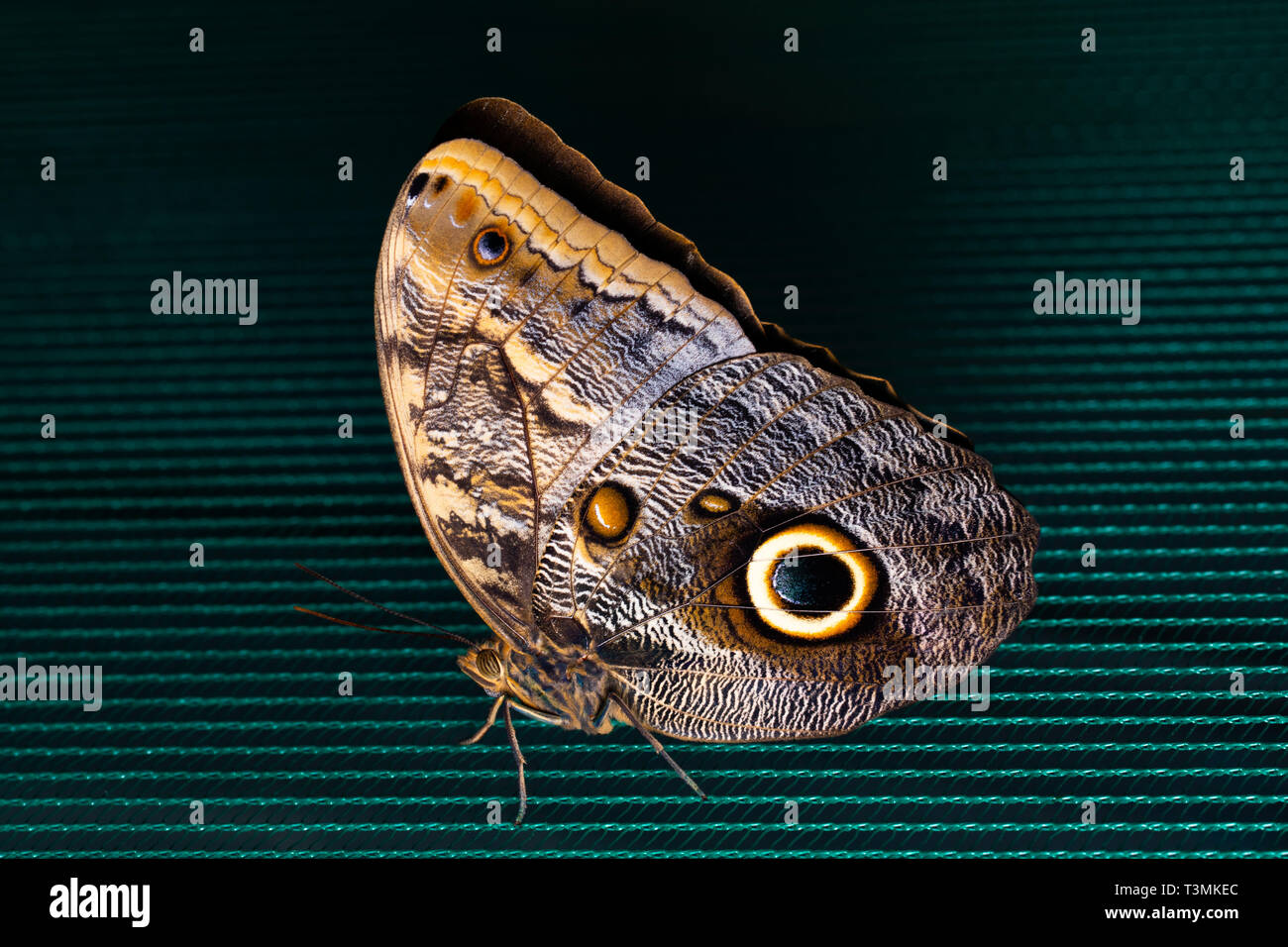 Costa rican blue butterfly hi-res stock photography and images - Alamy