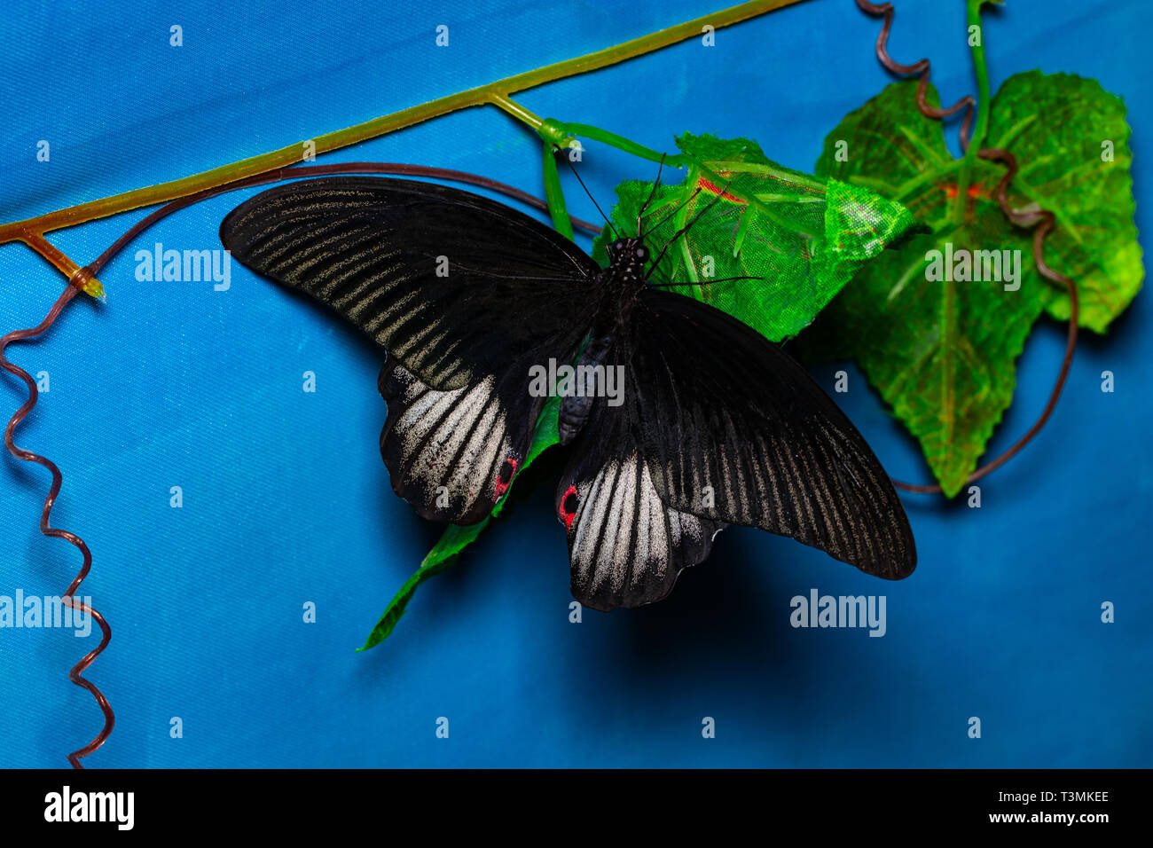 Colour sergeant butterfly hi-res stock photography and images - Alamy