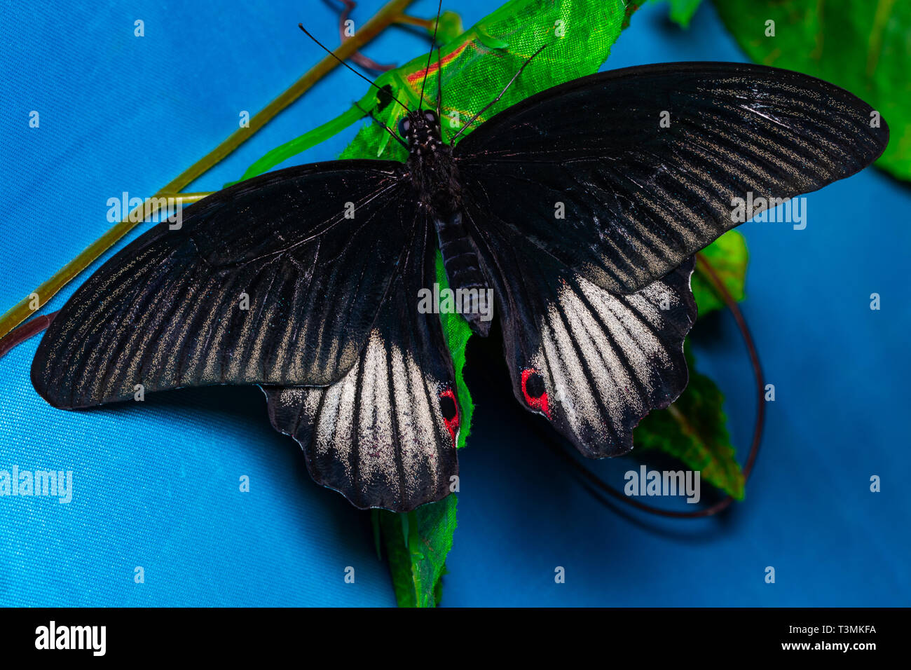 Colour sergeant butterfly hi-res stock photography and images - Alamy