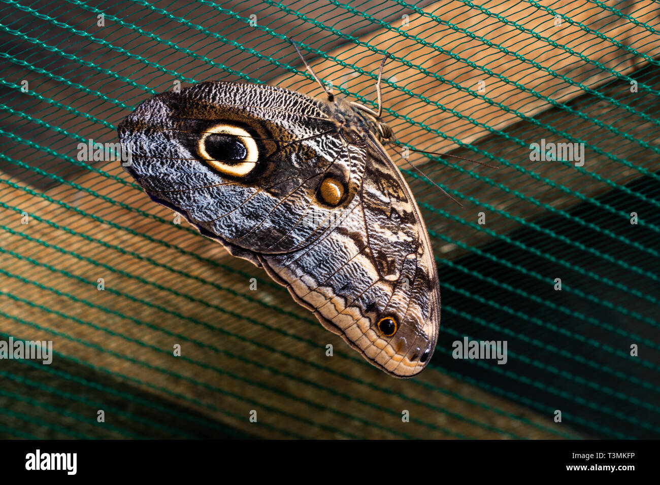Costa rican blue butterfly hi-res stock photography and images - Alamy