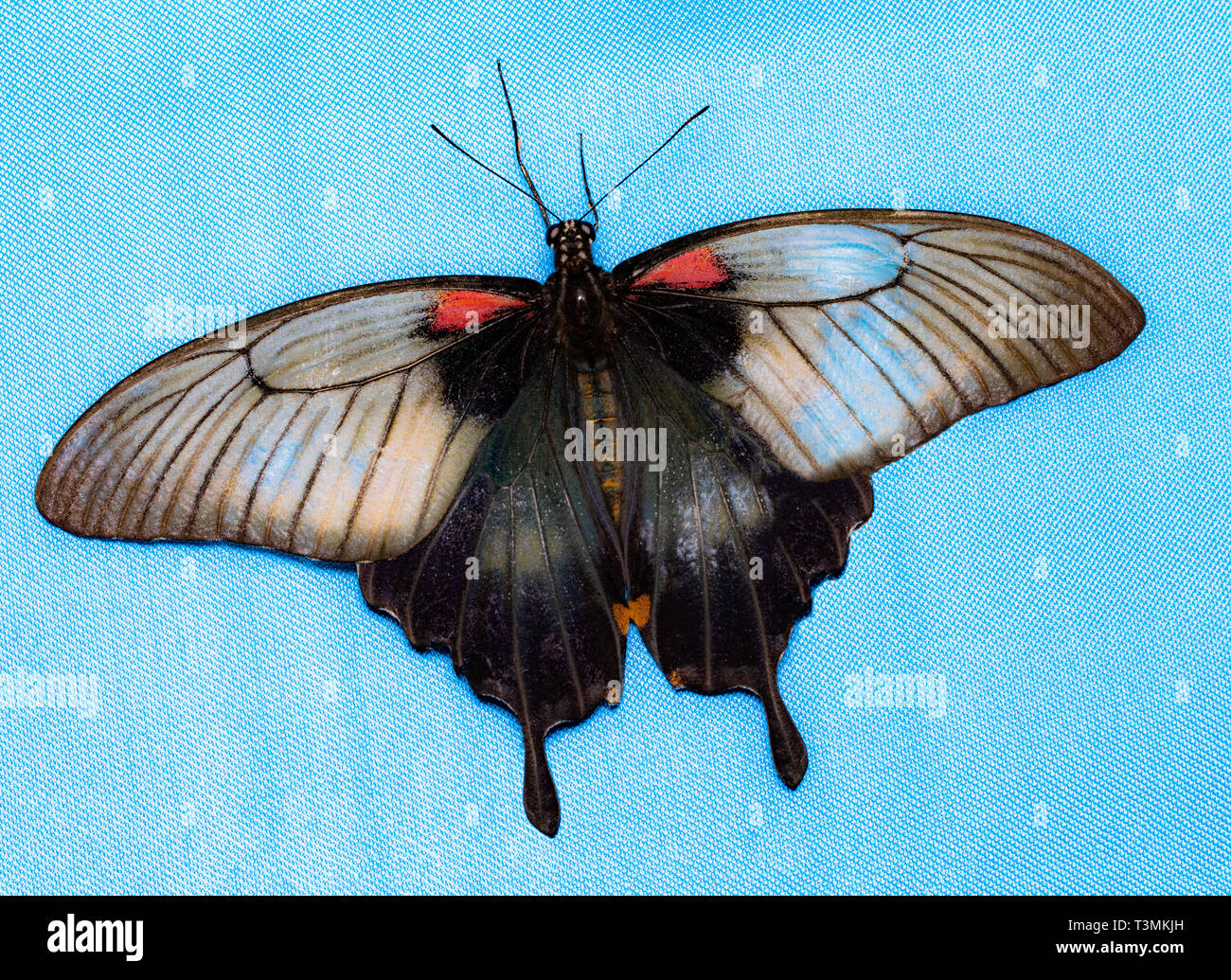Colour sergeant butterfly hi-res stock photography and images - Alamy