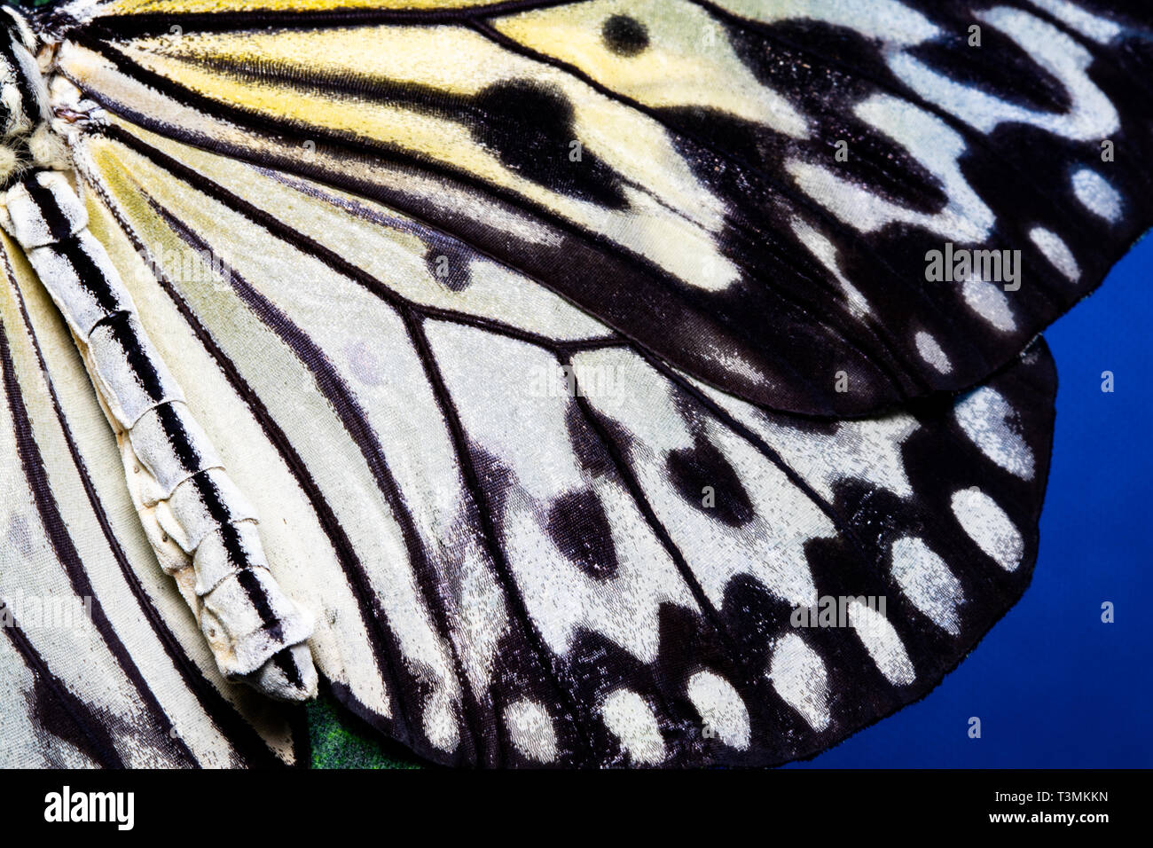 Butterfly wing texture, close up of detail of butterfly wing for ...