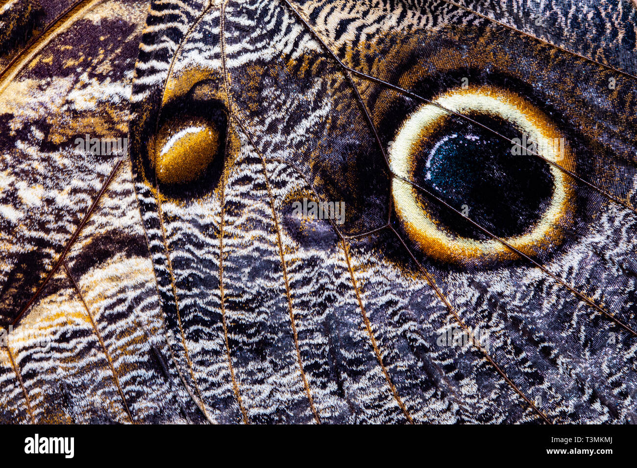 Butterfly Wings Texture