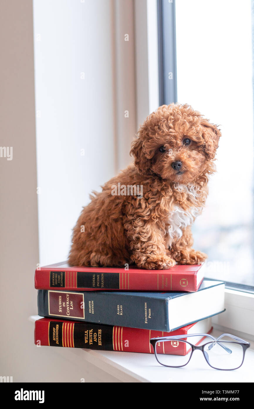Toy poodle puppy on books Stock Photo - Alamy