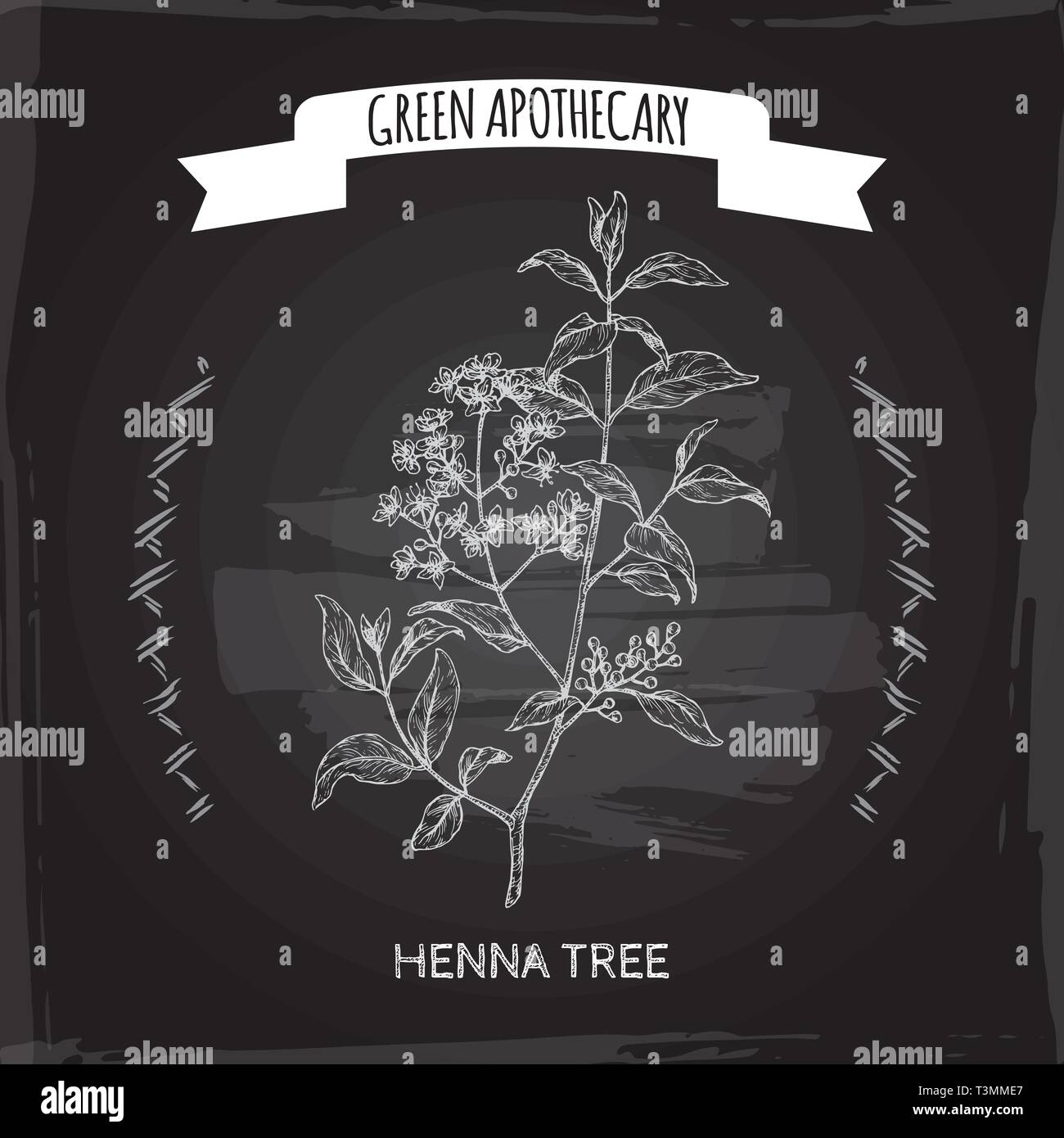 Lawsonia inermis aka henna tree sketch on black. Green apothecary ...