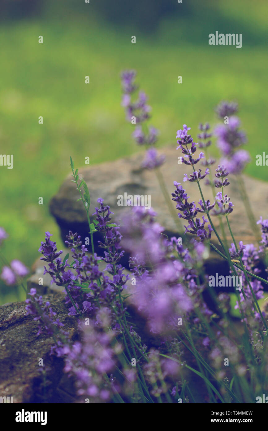 Summer Lavender Blooms Stock Photo - Alamy