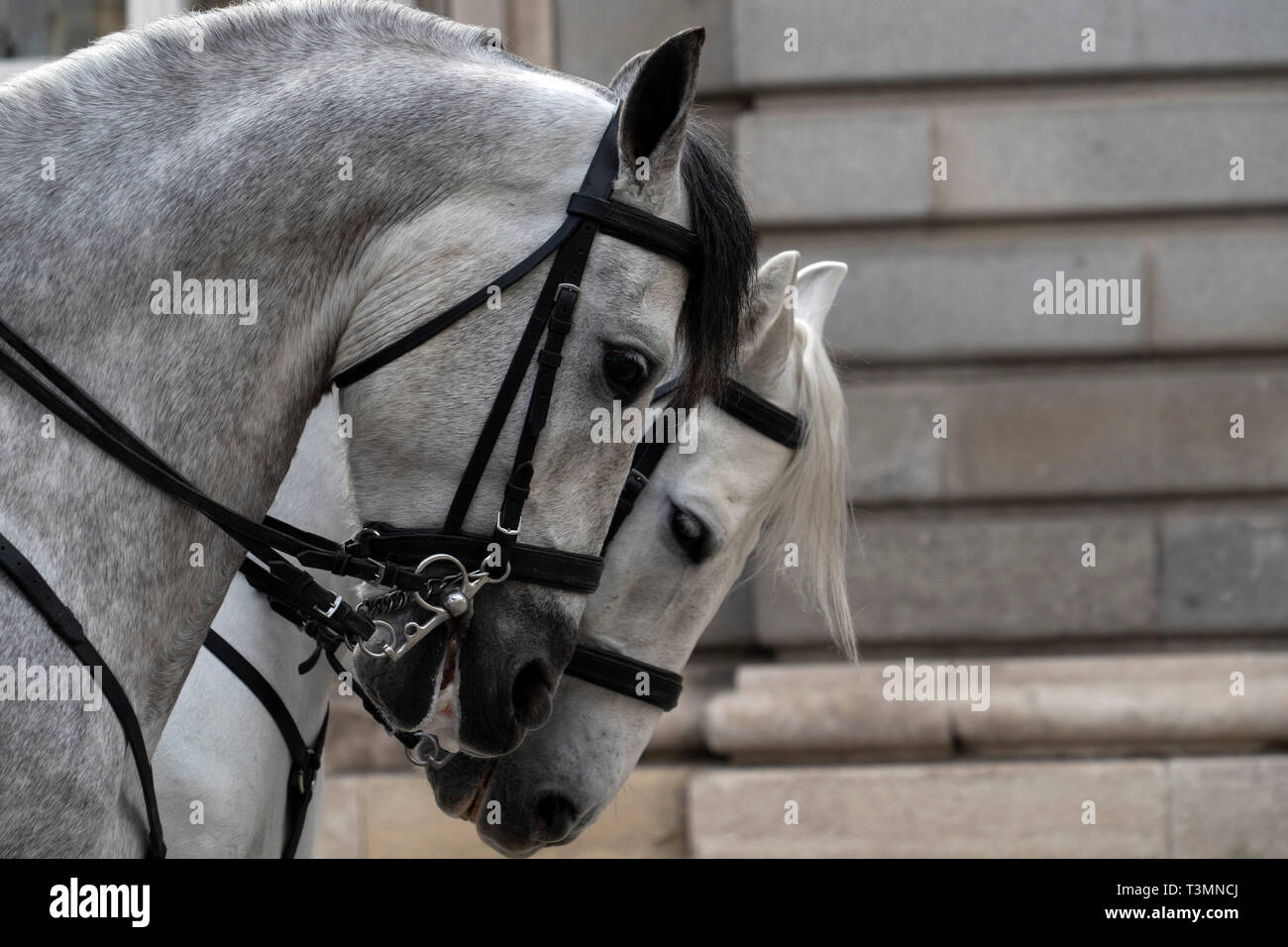 Parade white horses detail palace background Stock Photo - Alamy