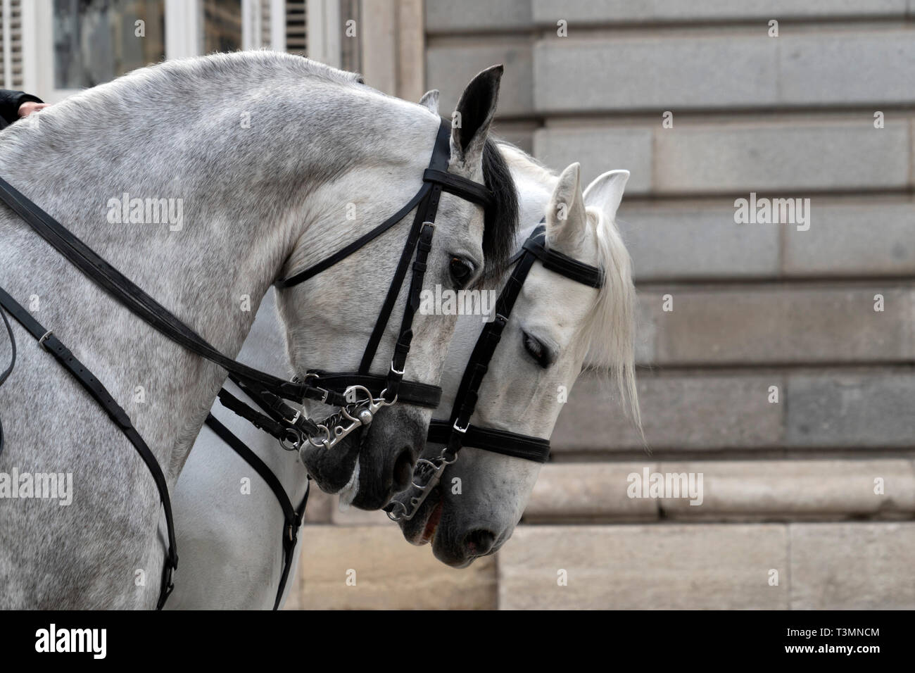 Parade white horses detail palace background Stock Photo - Alamy