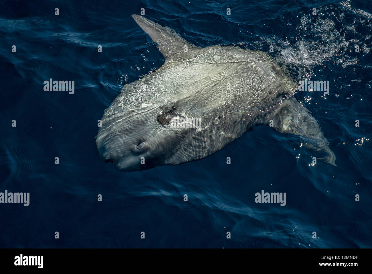 Sunfish on sea surface while eating jellyfish Stock Photo - Alamy