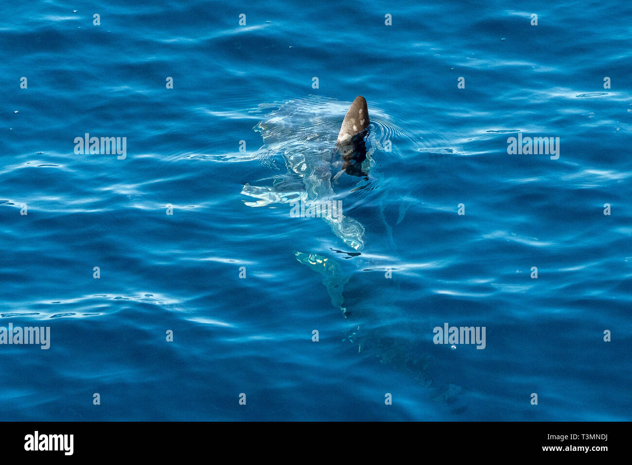 Sunfish on sea surface while eating jellyfish Stock Photo - Alamy