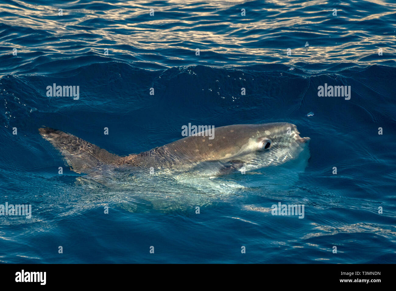 Eating sunfish hi-res stock photography and images - Alamy