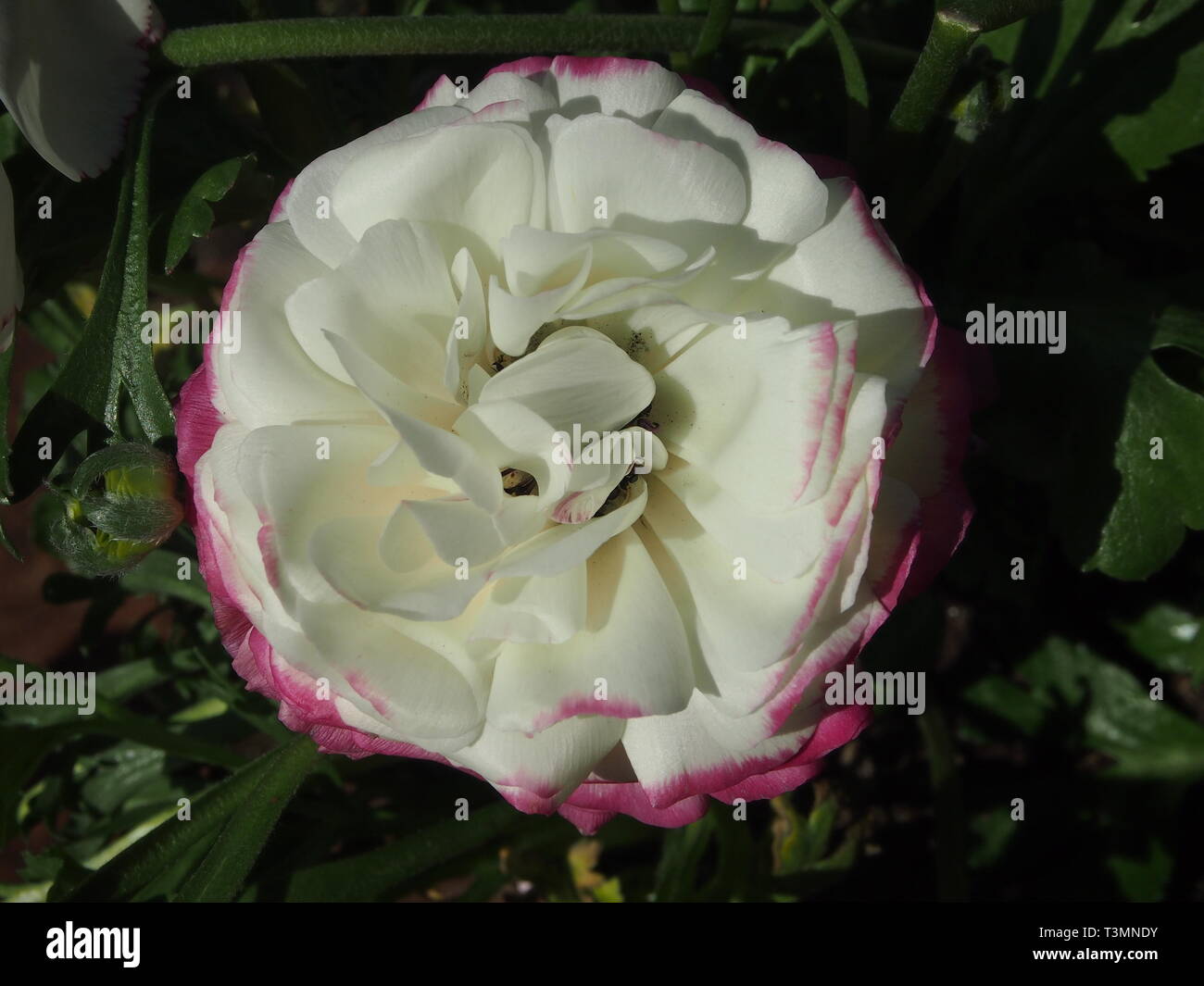 White Ranunculus flower fully open, red tint to petals Stock Photo - Alamy