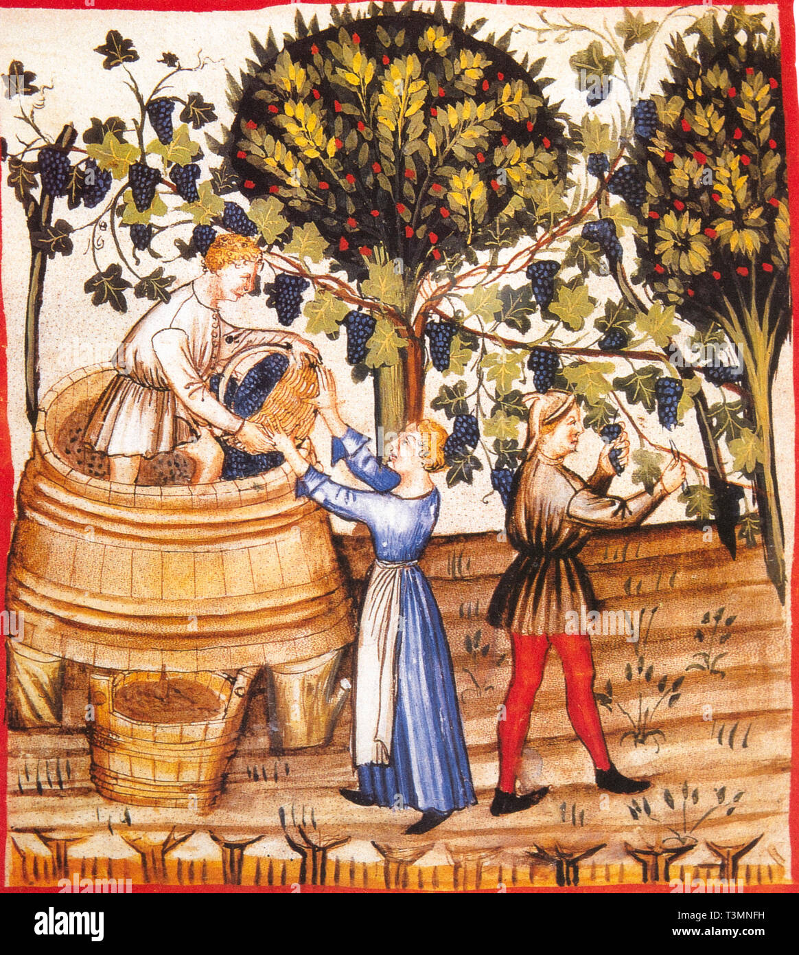 Pressing grapes for wine hi-res stock photography and images - Alamy