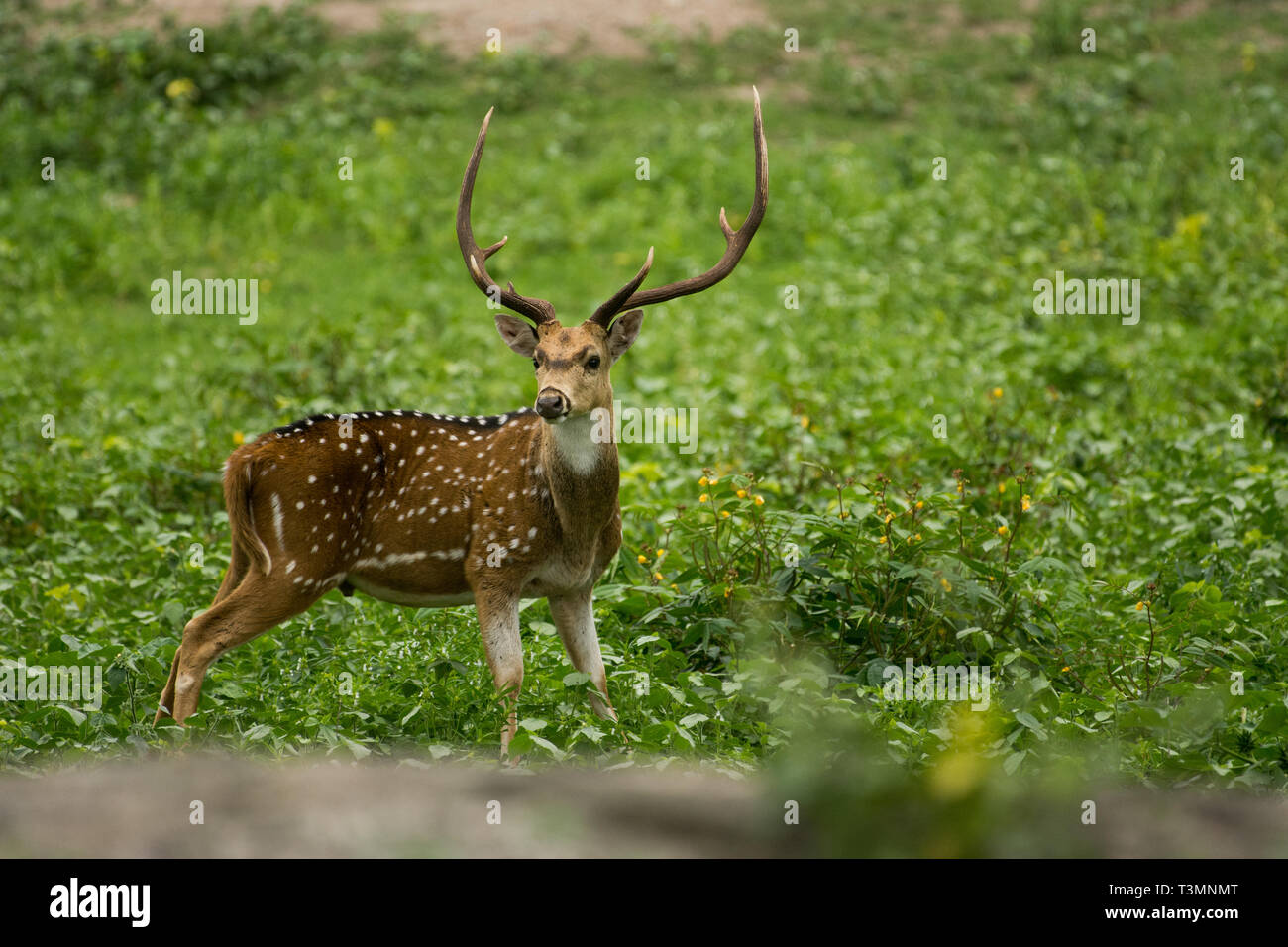 Fabulous view of indian spotted deer Stock Photo - Alamy