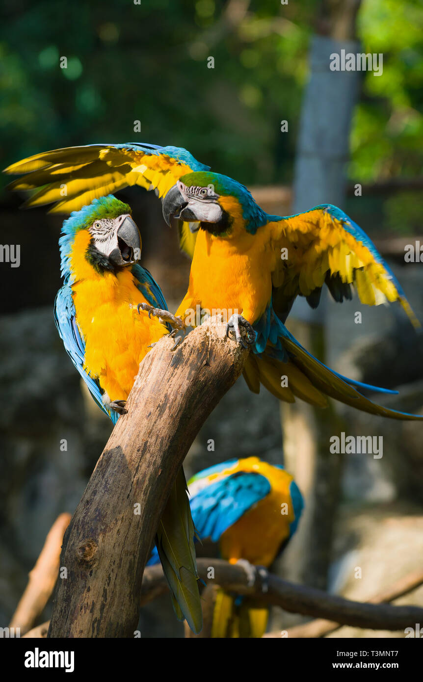 Two blue and yellow macaws hi-res stock photography and images - Alamy