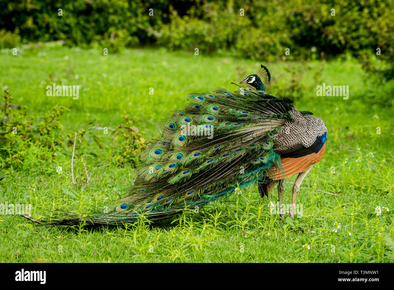 Exhibiting vibrant hi-res stock photography and images - Alamy