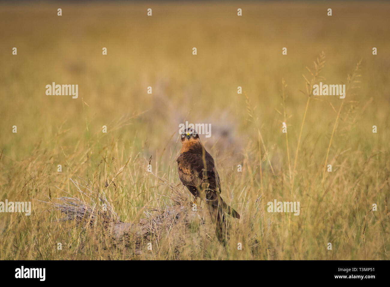 A habitat image of Montagu's harrier or Circus pygargus sitting on a ...