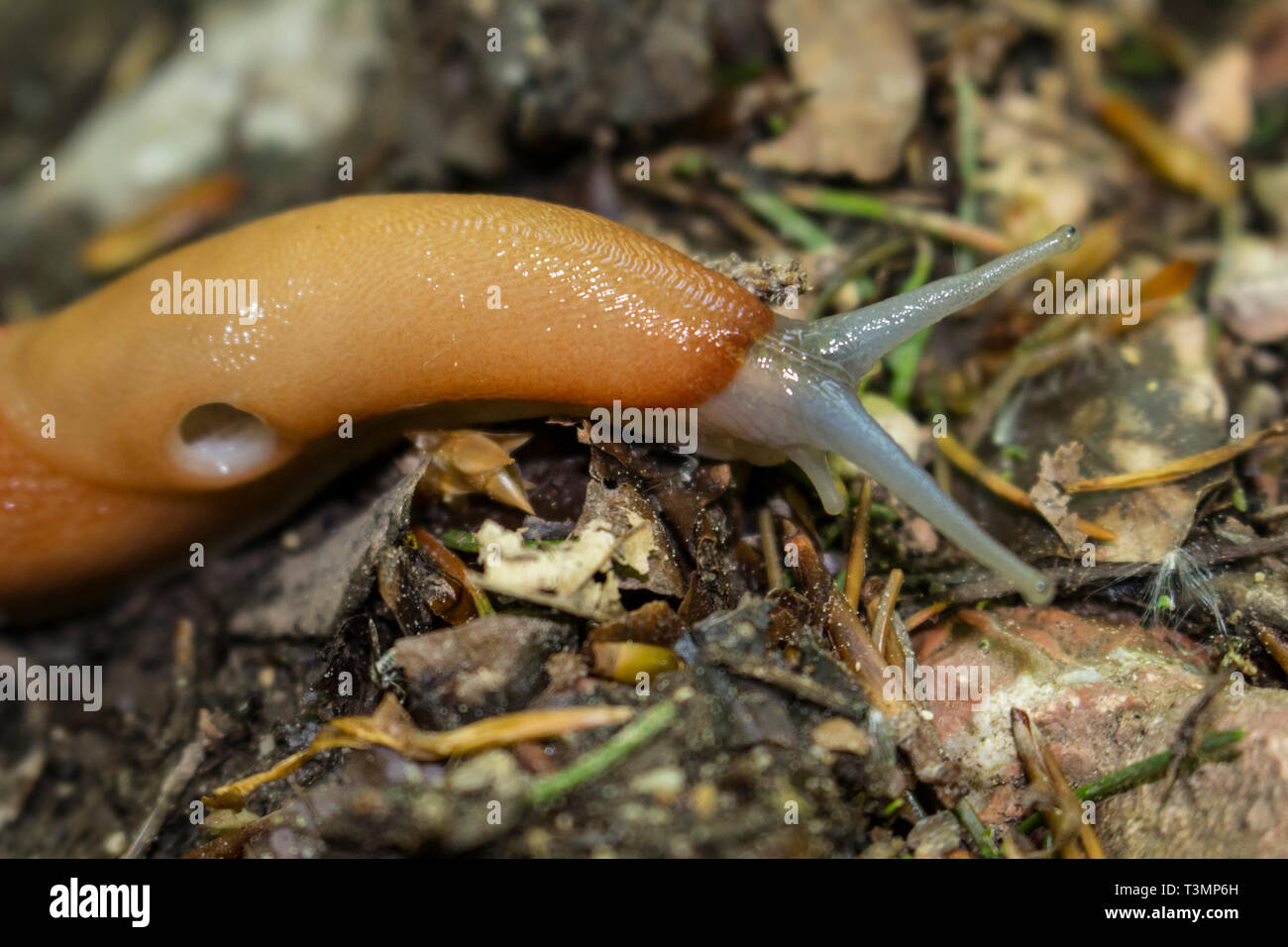Large garden snails hi-res stock photography and images - Alamy