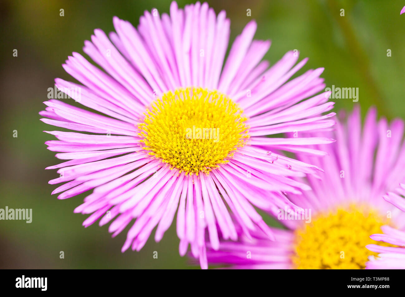 Mexican fleabane or Erigeron karvinskianus in flower. Pink with yellow ...