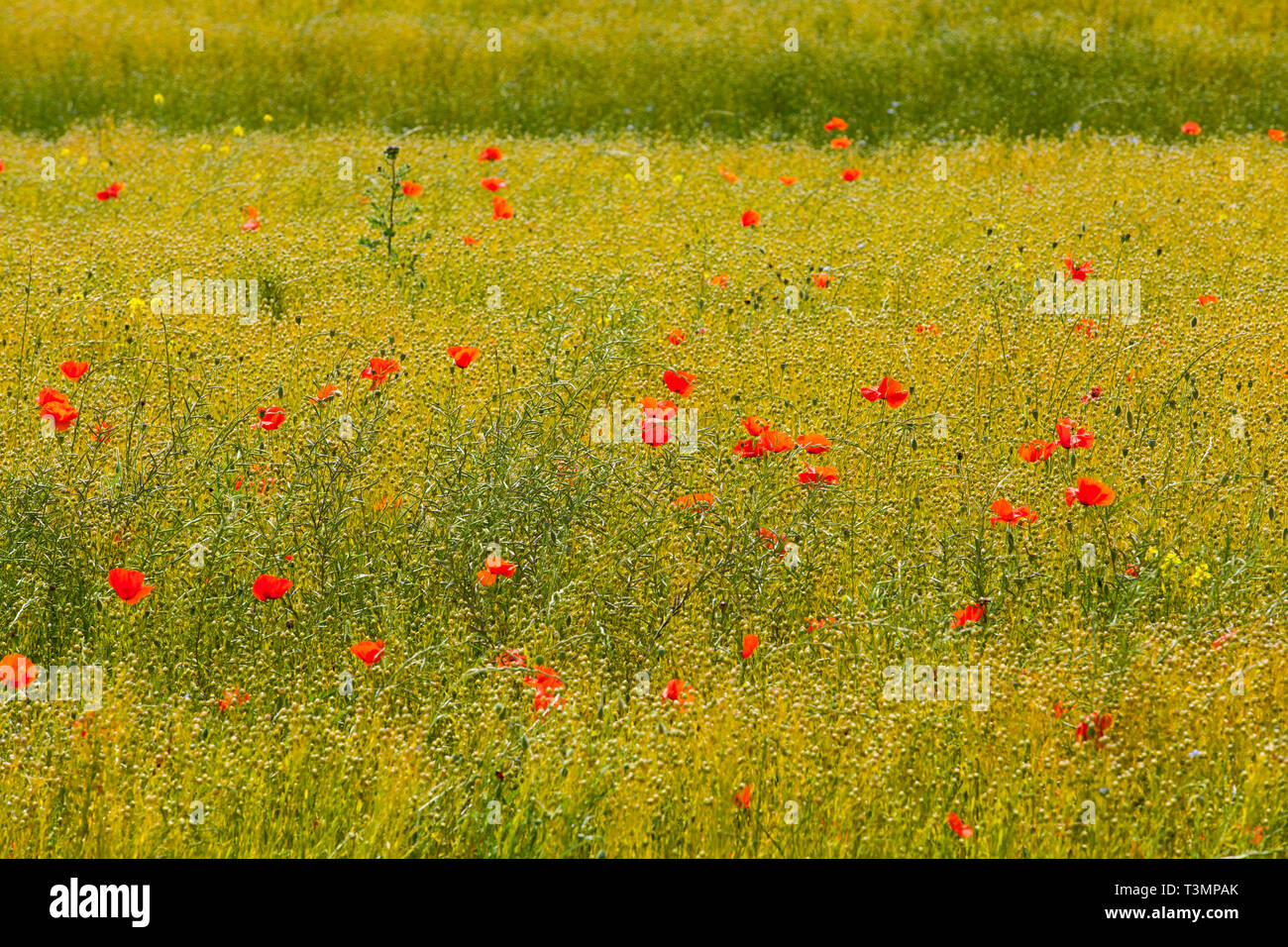 poppies in a field of flax Stock Photo - Alamy