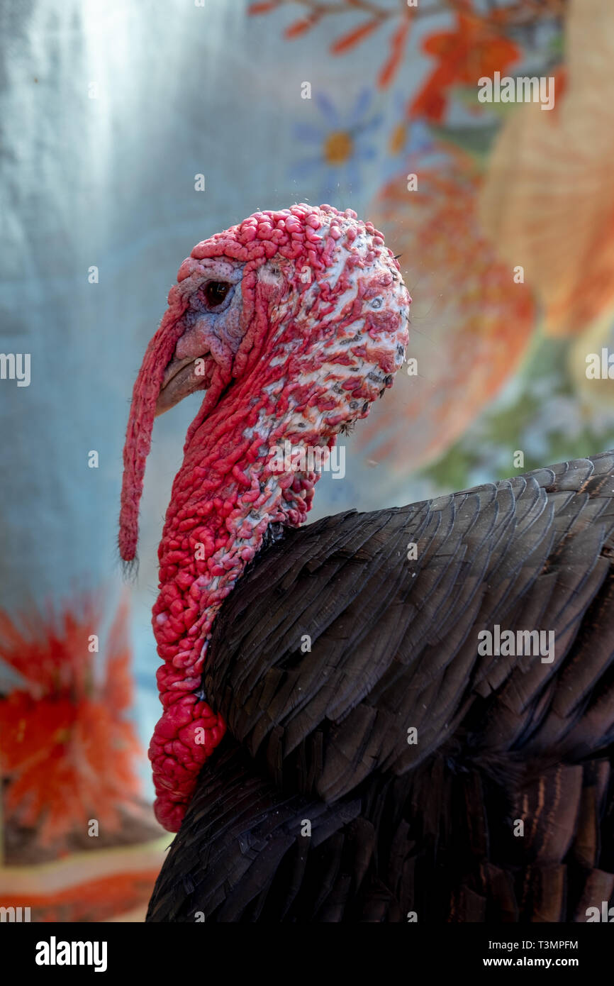 Turkey wandering freely in the grounds at Babylonstoren Farm ...