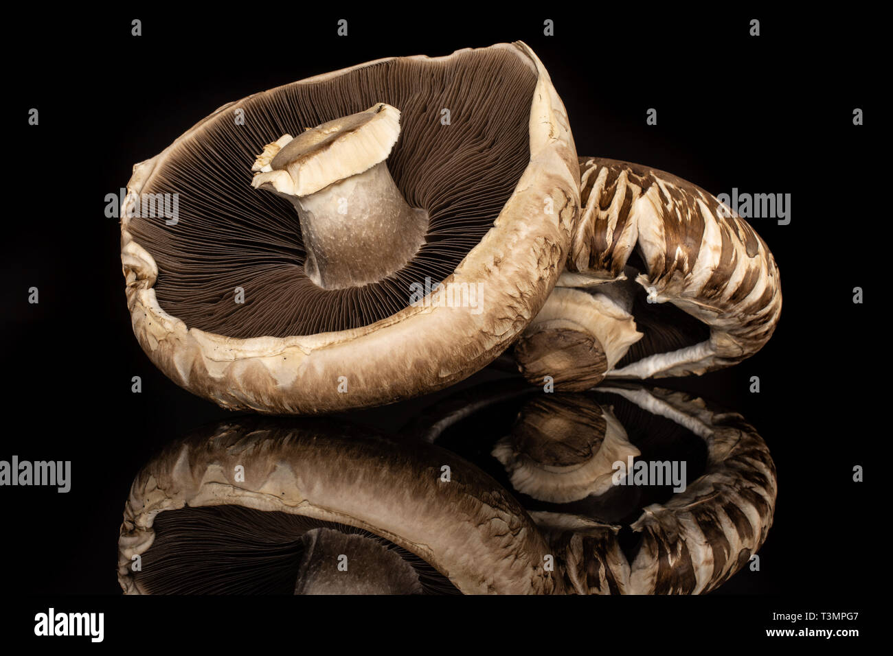 Group of two whole raw fresh brown mushroom portobello isolated on ...