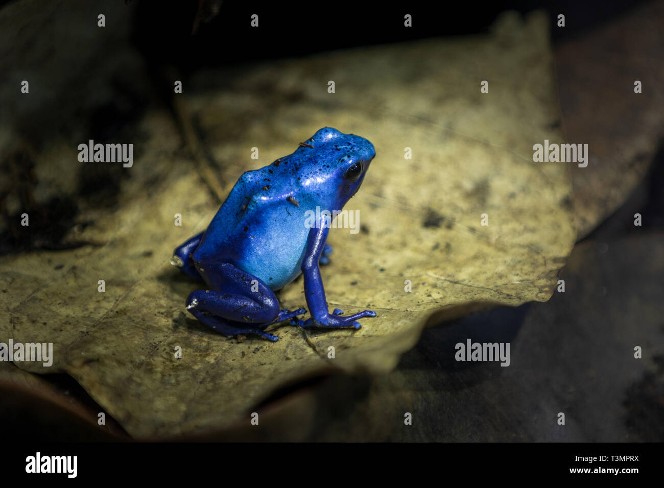 Blue frog hi-res stock photography and images - Alamy