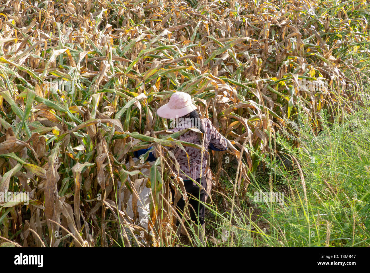 Chinese farmer hi-res stock photography and images - Alamy